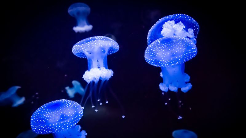 La playa española con uno de los fenómenos bioluminiscentes más ...