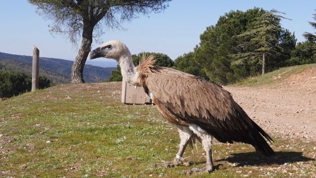El "impresionante" enclave donde ver buitres leonados en Cádiz - NIUS