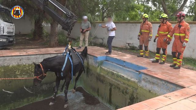 Rescatan a un caballo que había caído a una piscina deuna finca en Bétera