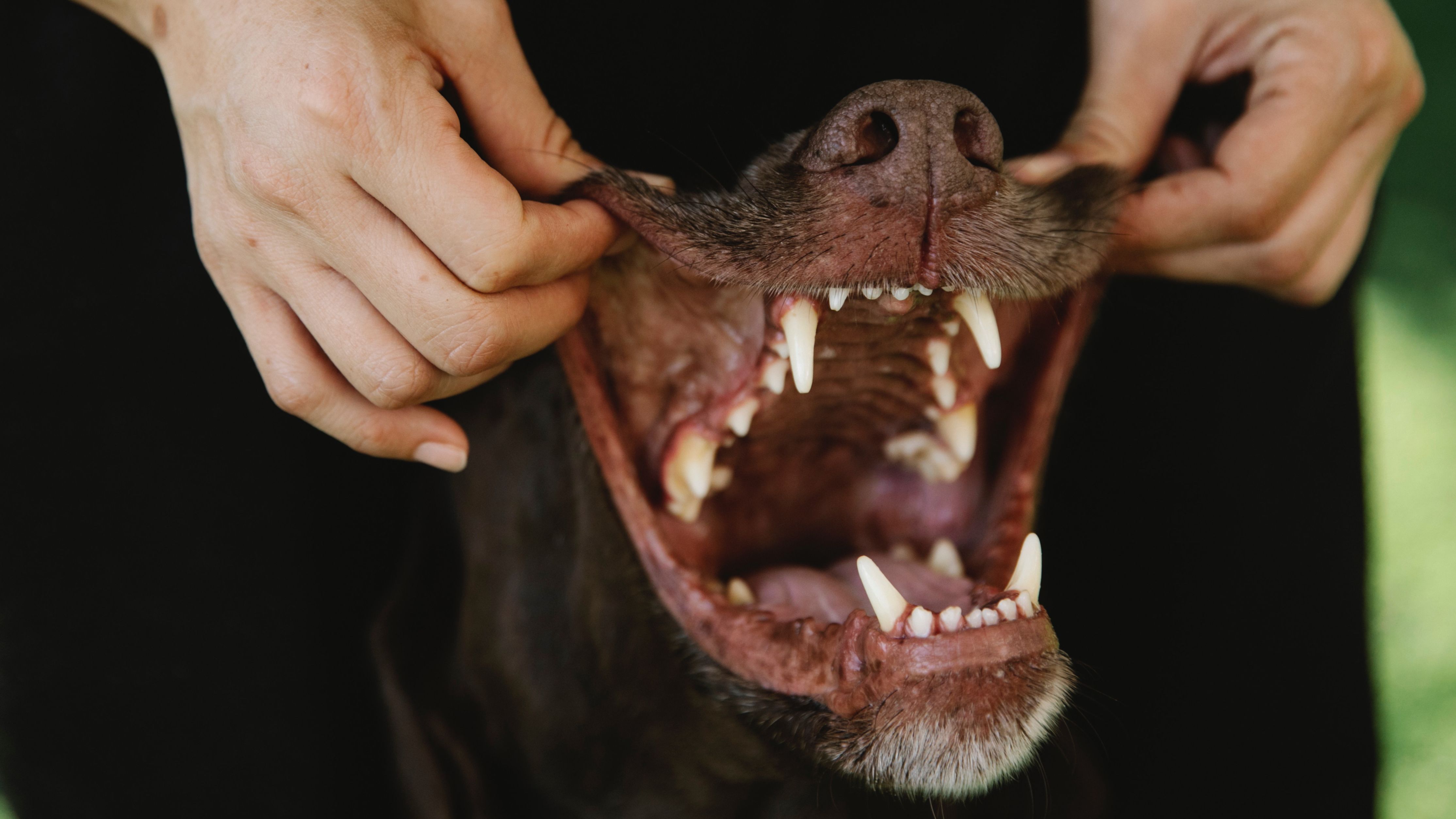 ¿Cómo limpiar los dientes a un perro? - IUMIUKY