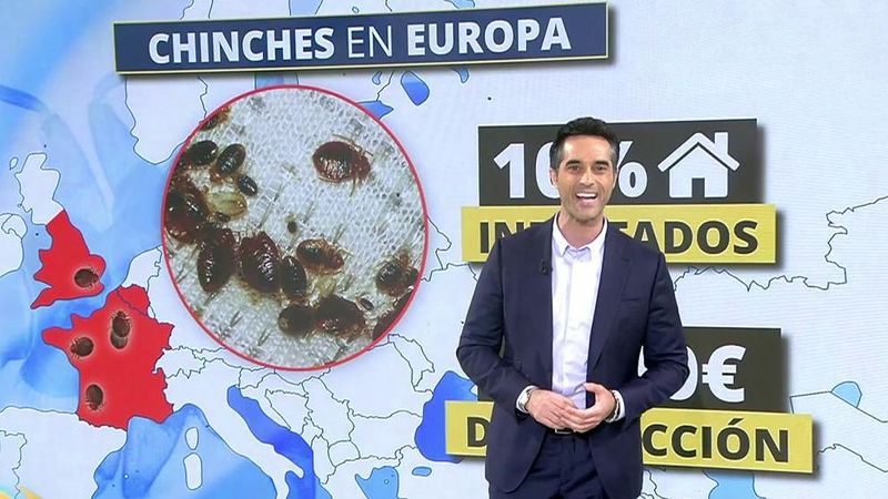 Los expertos alertan sobre la plaga de chinches en España: "Es ...
