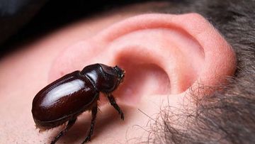 Arañas e insectos en el interior del oído: ¿cómo debemos actuar?