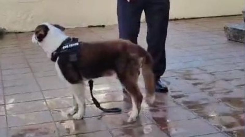 La raza de perro más inteligente, según la ciencia