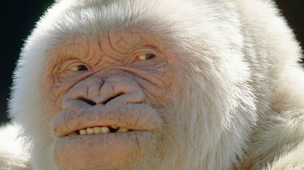 Una calle y una estatua en honor a Copito de Nieve en Barcelona