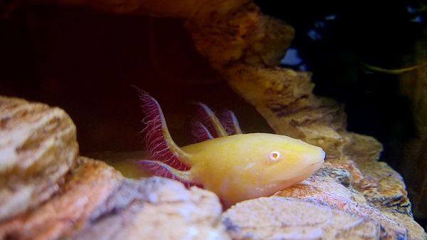 Ajolote: cuidados y características - IUMIUKY