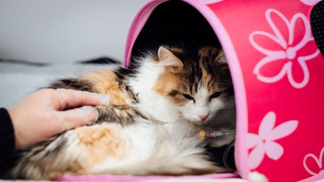 Calicivirus felino: qué es, síntomas, tratamiento - IUMIUKY