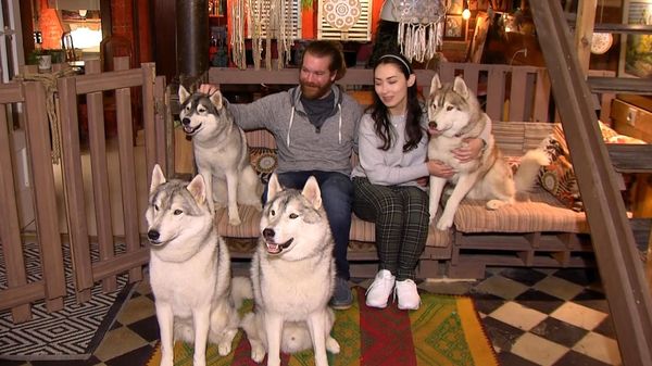 Husky House, un lugar "terapéutico" para acariciar a perros en Barcelona