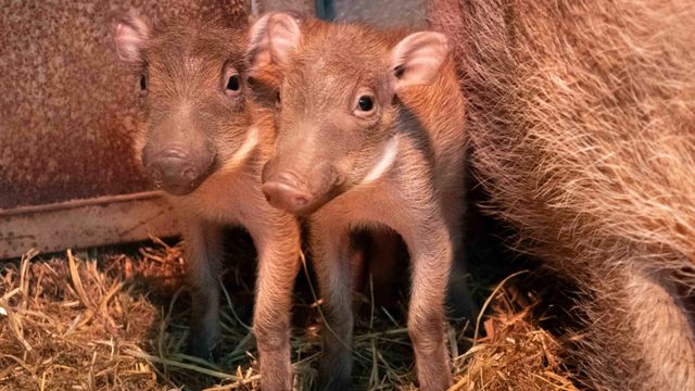 Nacen crías de “Pumba” de la nueva pareja de facóquero en Bioparc Valencia