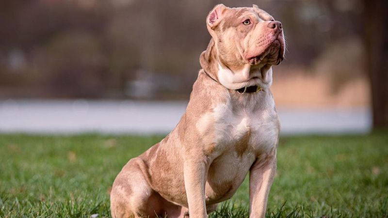 Reino Unido ya puede sacrificar a los perros de la raza American Bully XL