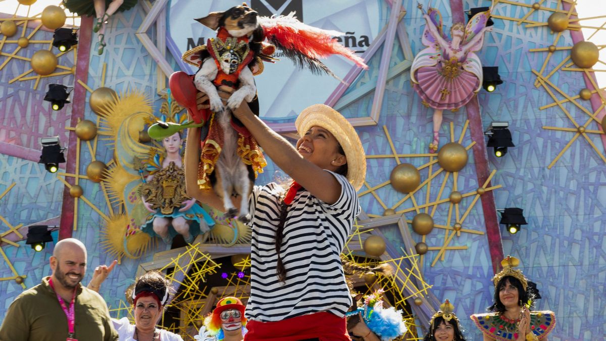 El Carnaval canino canario que arrasa entre los dueños y los perros