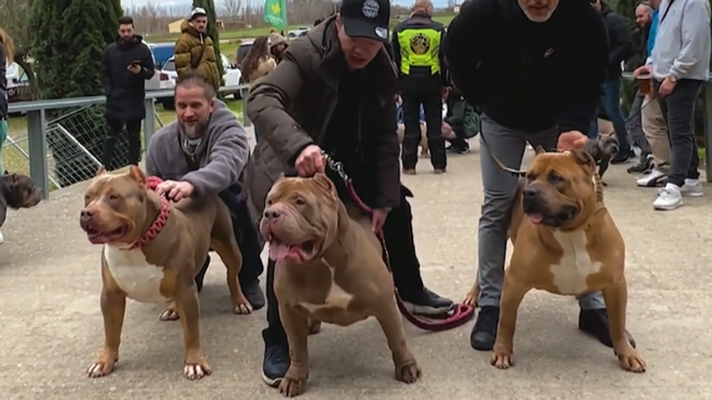 Los perros de la raza Bully XL están prohibidos en Reino Unido