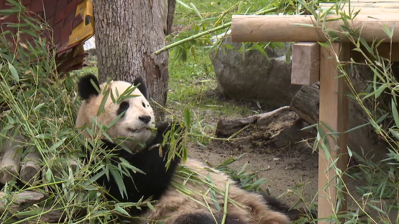 La familia de pandas del Zoo Aquarium de Madrid vuelve a China tras 20 años