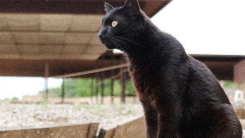 El éxito de Cattus, el 'guardián' felino de un museo arqueológico en Lleida