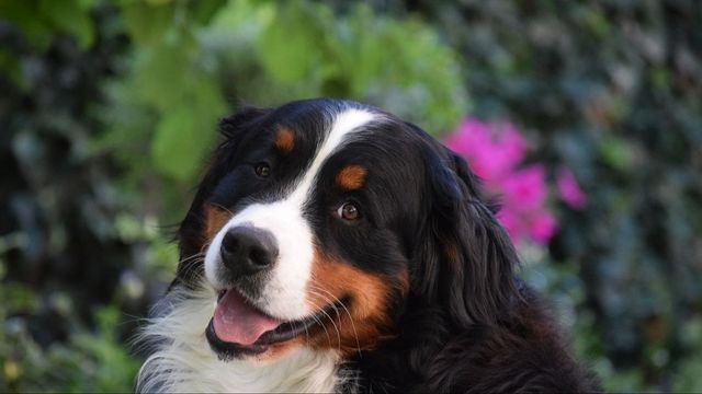 11 razas de perros grandes que son cariñosos y tienen buen carácter