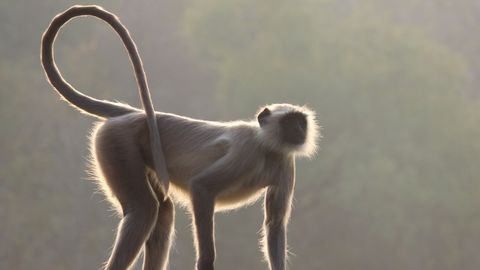 Por qué los humanos perdimos la cola, un nuevo estudio lo revela