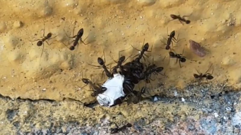 Las 'hormigas locas' llegan a Barcelona para quedarse