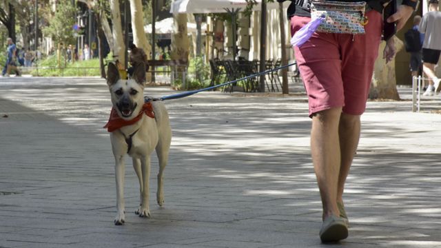 Vigo tiene tres veces más perros que niños y busca dotarlos de espacios