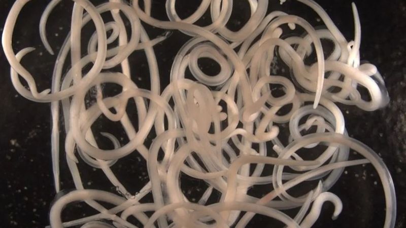 Detectan anisakis en huevas de merluza procedentes de Marruecos