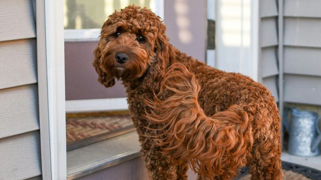 ¿Cuál es la diferencia entre el Cobberdog y el Labradoodle? - IUMIUKY