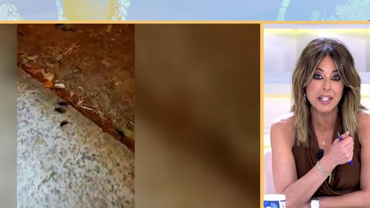 Una plaga de 'súper cucarachas' llega a España: cómo evitar que invadan ...