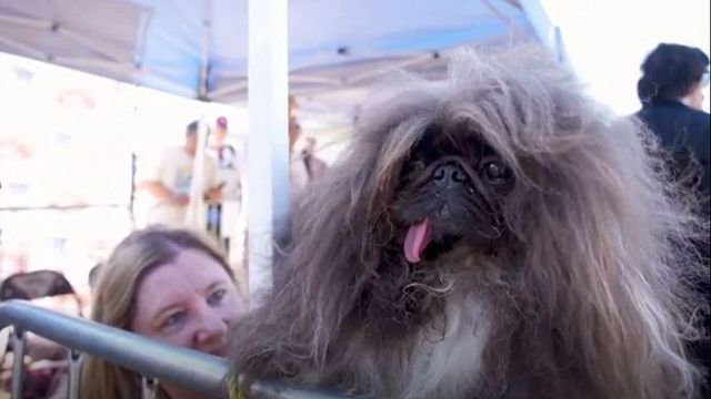 Wild Thang, el perro más feo del mundo