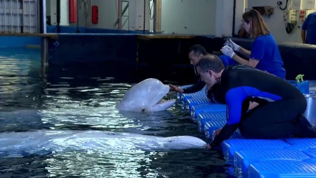 Las belugas rescatadas de Ucrania comienzan a aclimatarse al Oceanogràfic