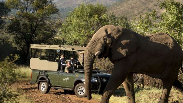 El turista aplastado por un elefante en Sudáfrica, un hombre de 43 años ...