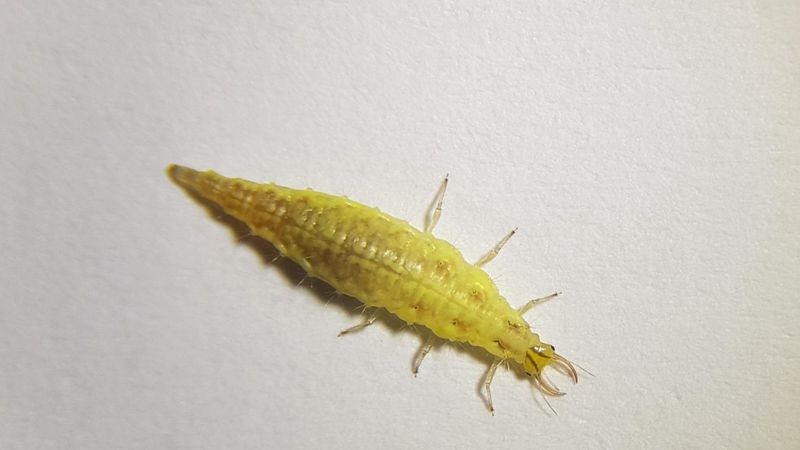 Los animales que hibernan soportan mejor los efectos del cambio climático