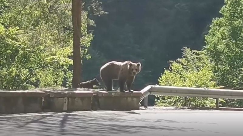 Un oso mata a una senderista de 19 años en Rumanía