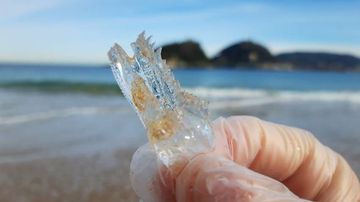 Las salpas invanden el norte: qué son y por qué se han instalado allí