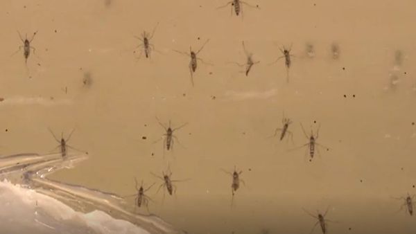 Claves de los mosquitos: ¿por qué pican más a unas personas que a otras?