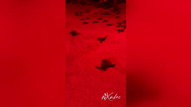 Nacen 68 neonatos de tortuga boba en la playa de la Punta de València