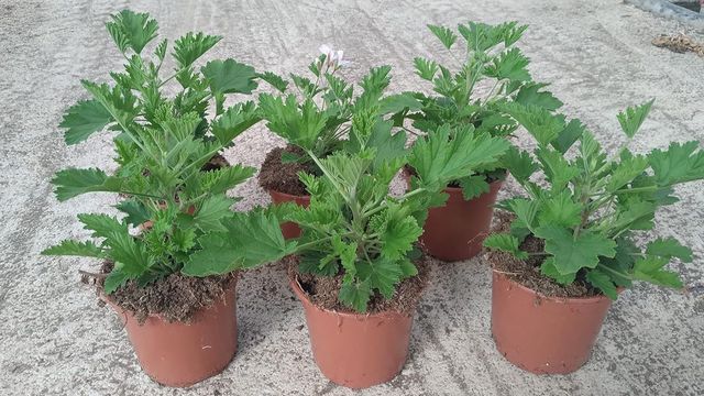 Cuidados de la citronela, la planta repelente de mosquitos