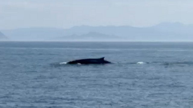 Avistan ballenas a un paso de las islas Cíes, en Vigo