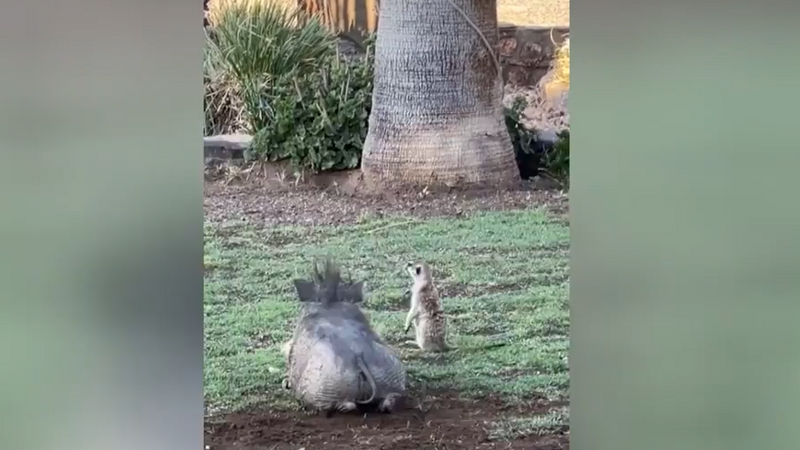 Un jabalí y una suricata recrean la amistad de 'Timón y Pumba' en la ...