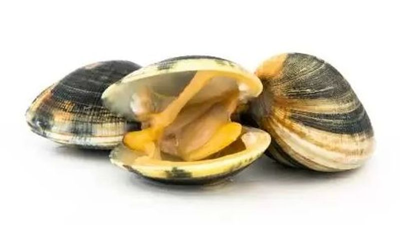 Viva la almeja: diferencias entre babosa, japónica o cornicha