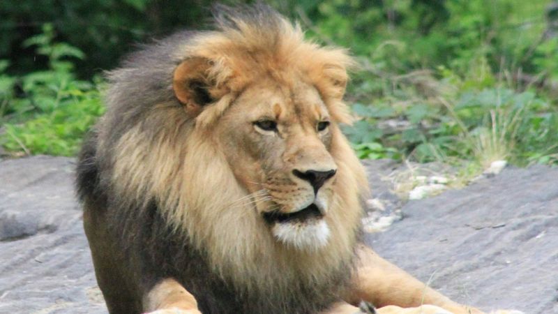 Leo: personalidad y características de este signo del zodiaco