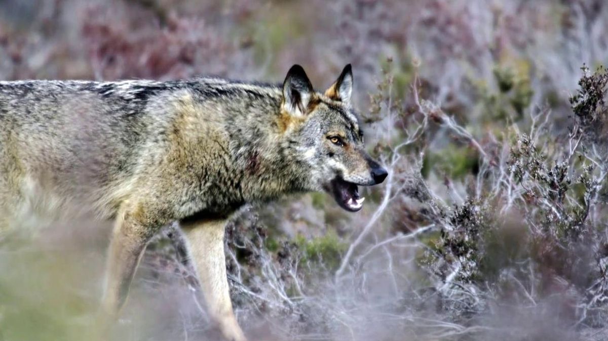 Los secretos del lobo, el animal más proscrito de la fauna española