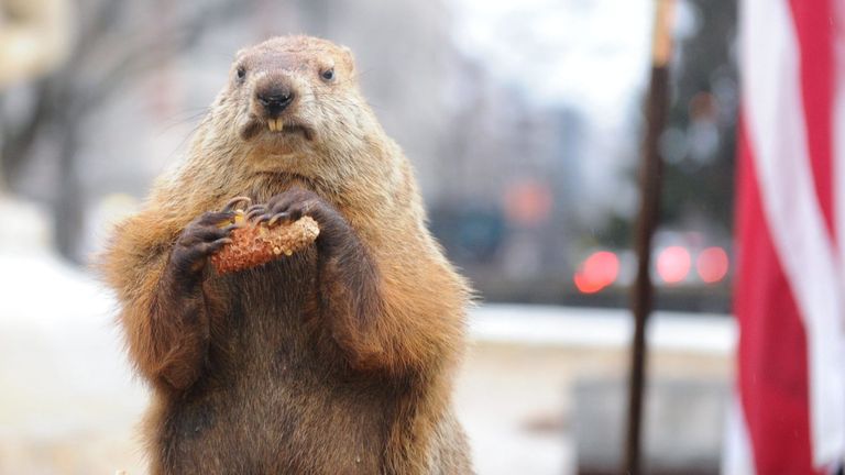 Día de la marmota: dónde vive Phil y qué hace los 364 días restantes ...
