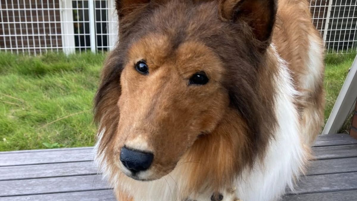 El nuevo proyecto de Toco, el hombre que se convirtió en perro: "Voy a ...