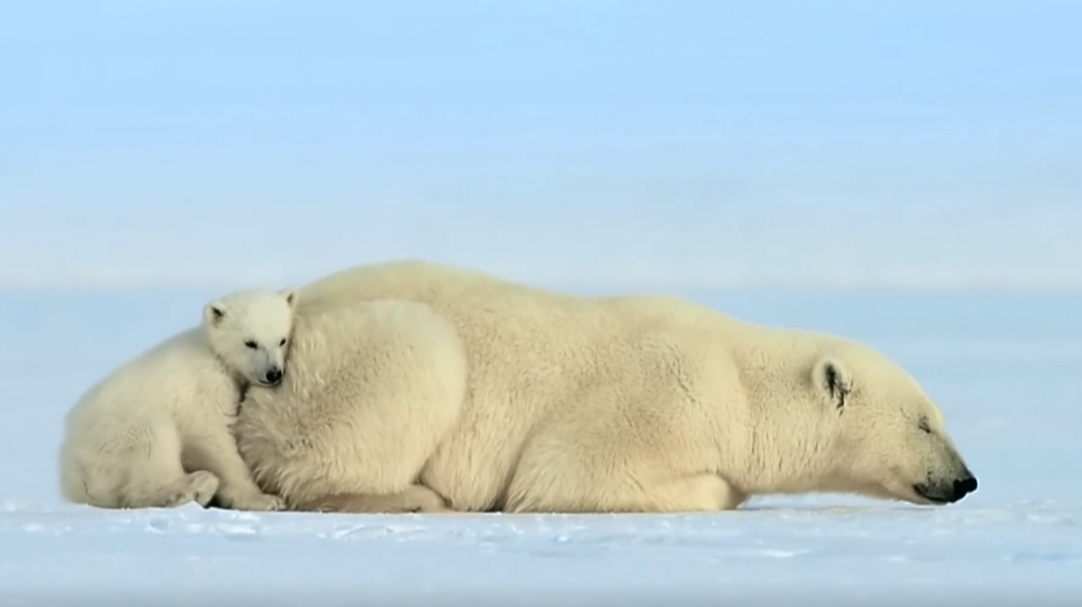 Peligro en el Ártico: cada vez hay menos osos polares y están más delgados