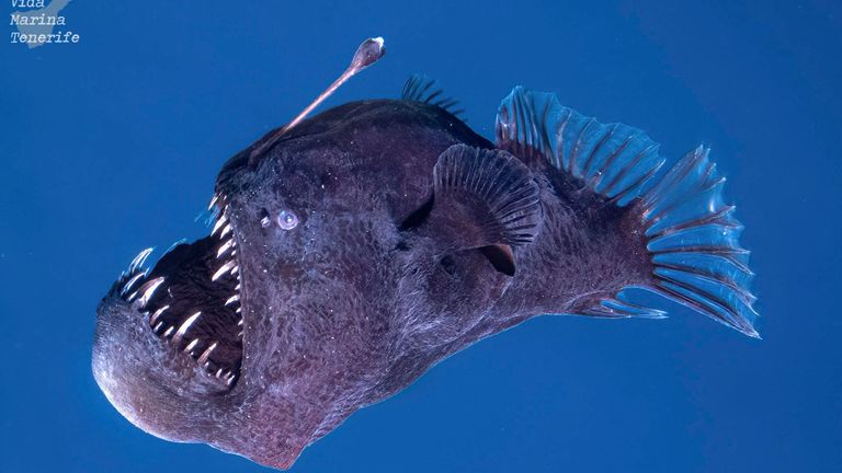 Un diablo negro sorprende a plena luz del día cerca de la costa de Tenerife