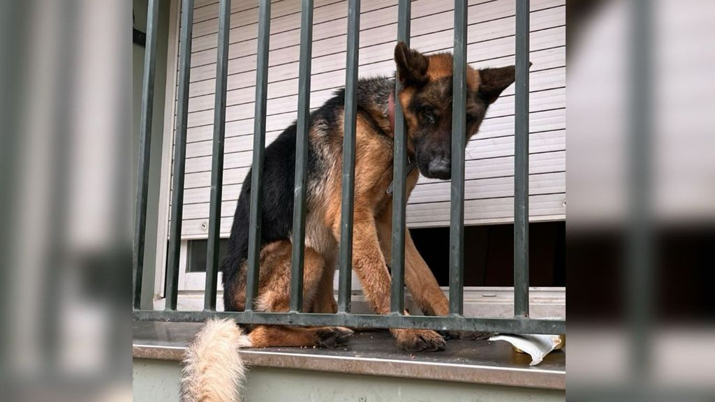 Rescatan a un perro desnutrido tras estar encerrado en una ventana en ...