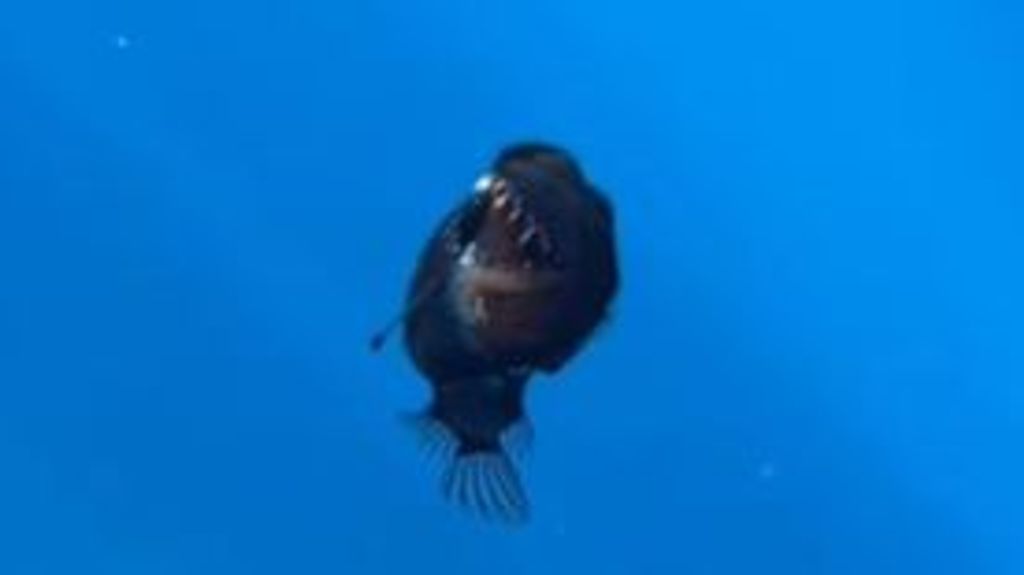 El pez diablo negro, curiosidades sobre un 'monstruo' marino de seis ...