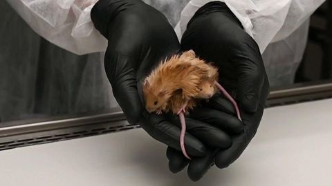 Revivir al mamut está cada vez más cerca: logran crear un ratón con ...