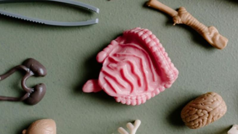 Los jugos gástricos, la clave para un correcto funcionamiento del ...