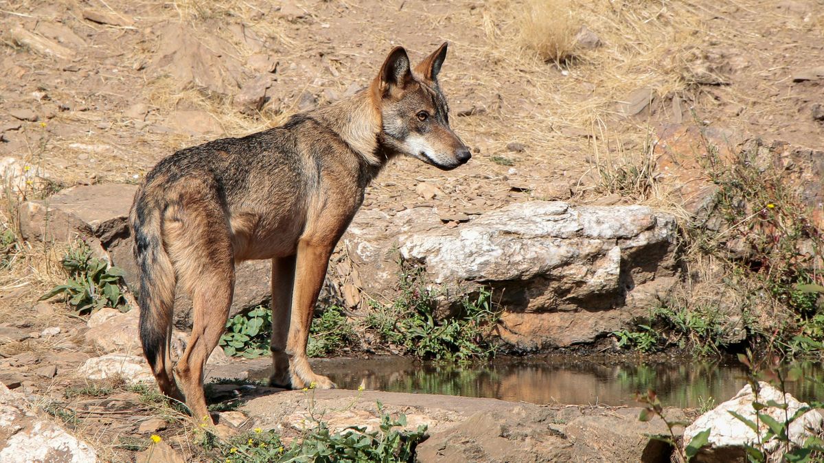 Estos son los diez datos que debes conocer sobre el lobo ibérico