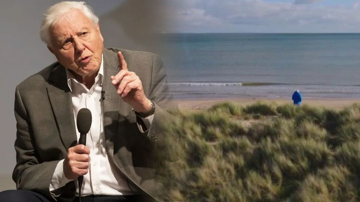 Así es el nuevo documental de David Attenborough, 'Ocean'