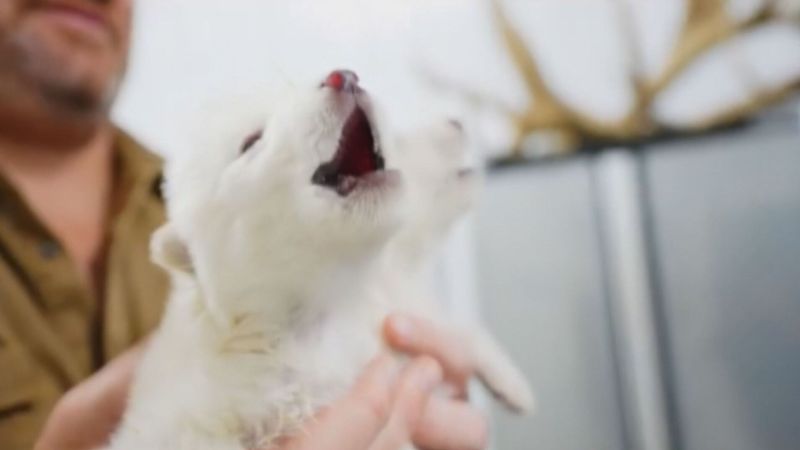 Reviven por clonación lobo huargo, el animal extinguido hace 13.000 años