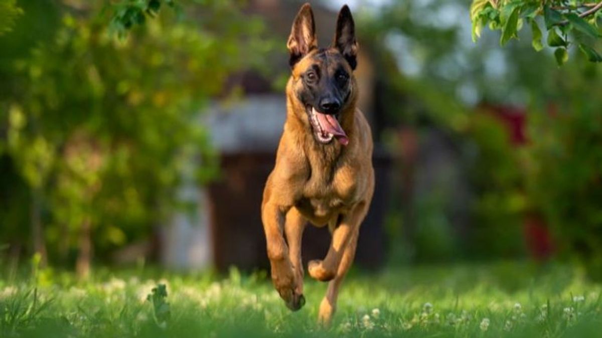La raza de perro más inteligente del mundo, según la revista 'Nature'